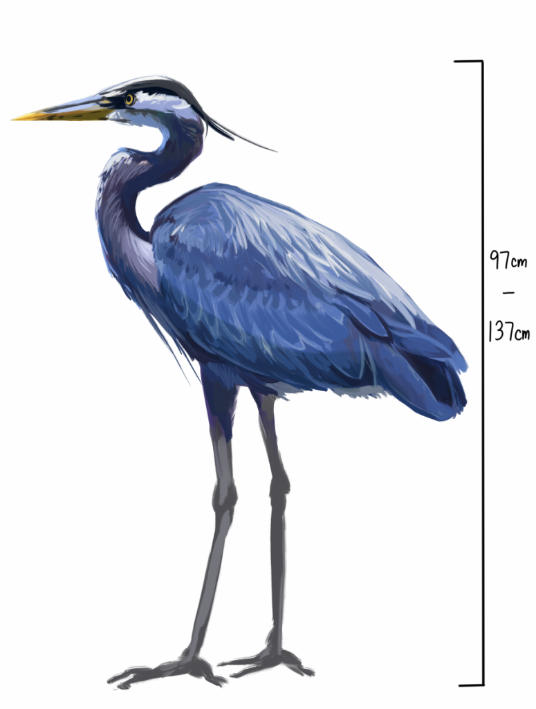 Great Blue Heron (Ardea herodias)