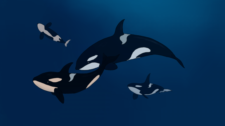 The Swimming Locomotion of Orcas and the way they Interact in a Pod